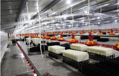 China Customized Broiler Chicken Feeding Equipment With Automatic Drinking / Feeding System for sale