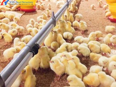 China Customized Broiler Chicken Feeding Equipment With Automatic Drinking / Feeding System for sale