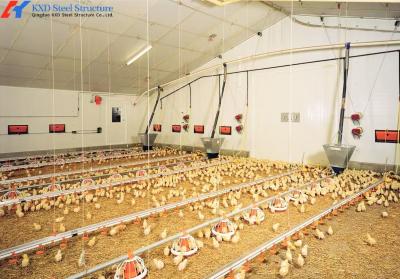 China Customized Broiler Chicken Feeding Equipment With Automatic Drinking / Feeding System for sale