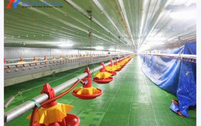 China Customized Broiler Chicken Feeding Equipment With Automatic Drinking / Feeding System for sale