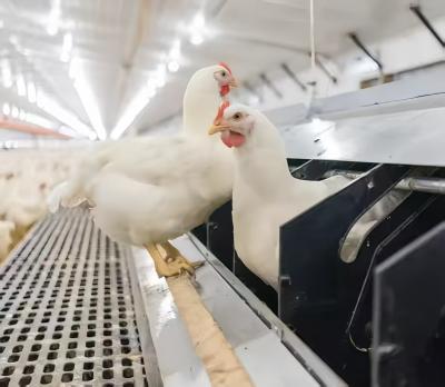 China Hot Dip Galvanized Steel Poultry Farming Cage Automatic Meat Broiler Battery Cages for sale