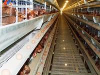 China A Type Battery Layer Cage Poultry Farming Cage System With Automatic Feeding Machine for sale