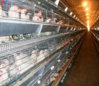 China Custom H Type Broiler Rearing Cage , Full Automatic Broiler Cage System for sale