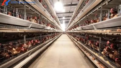 China Custom Automatic Chicken Egg Collection System For Layers Cage Feeding for sale