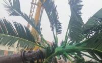 Quality HDG And Bark Artificial Tree Cell Towers Palm Tree Monopole Tower 0-200m Height for sale