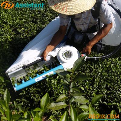 Cina Macchina per raccogliere foglie di tè portatile a mano a misura 24v spazzolata in vendita