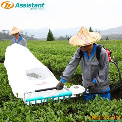 Cina Macchina per raccogliere foglie di tè portatile a mano a misura 24v spazzolata in vendita