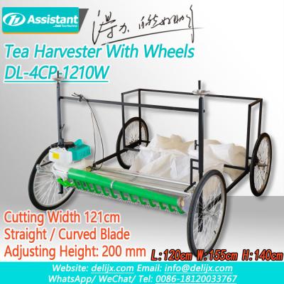 Cina 2Potenza del motore DL-4CP-1210W DeLi Tea Harvester per la produzione professionale in vendita