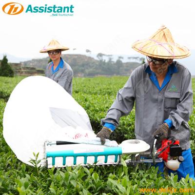 Cina DL-4C-T50A5 HUASHENG 1E34F Motore a 2 tempi 500 mm Mini Picker per la raccolta delle foglie di tè in vendita