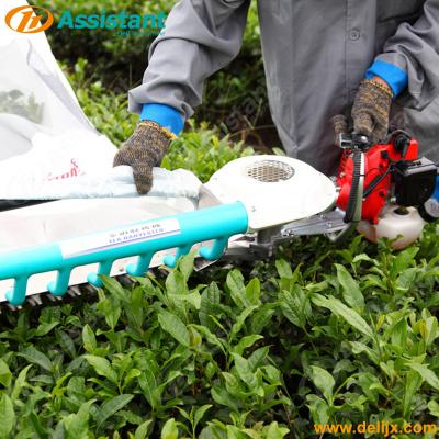 Cina DL-4C-T50A5 HUASHENG 1E34F Motore a 2 tempi 500 mm Mini Picker per la raccolta delle foglie di tè in vendita