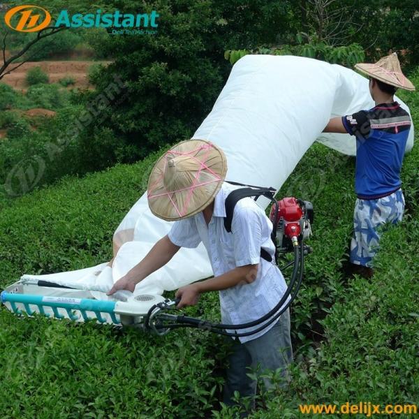 DL-4C-Z 2 Stroke 25.4CC Ochiai Tea Harvester Machine for Picking Tea Leaves on Farms
