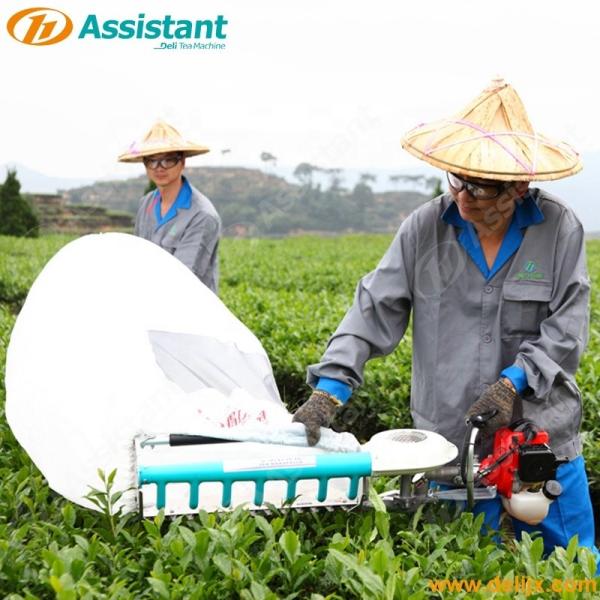 DL-4C-Z 2 Stroke 25.4CC Ochiai Tea Harvester Machine for Picking Tea Leaves on Farms