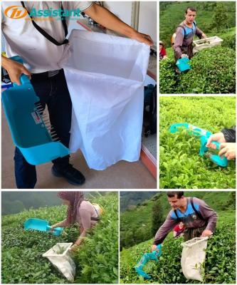 Cina 300 mm Larghezza di lavoro Dl-4Cd-35 Macchina elettrica portatile per raccogliere foglie di tè per mietitrici di tè in vendita