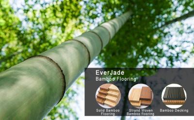 China Adicione um toque de elegância moderna com o estilo de design de carvão ecológico Floresta de bambu à venda
