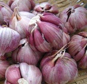 China 5.5cm Normal White Garlic for sale