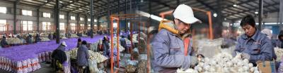 China PIONEER GARLIC GROUP — China Garlic Price for sale