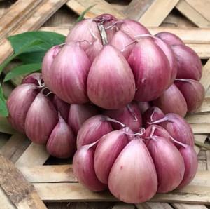China The First Garlic Industry Demonstration Park in Jinan Has Been Opened for sale