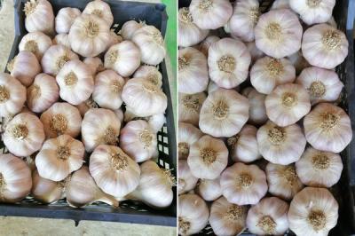 China “Our Output of Dried Garlic Doubled This Season” for sale