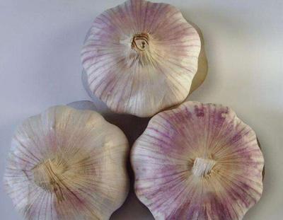 China Strong Demand for Egyptian Garlic for sale