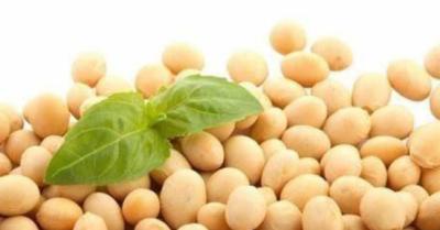 China Soybean Microwave Degreasing Equipment for sale