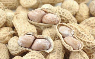 China Spiced Peanut Microwave Baking Equipment for sale