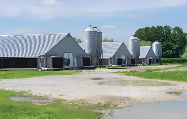 Quality Anti Corrosion Metal Barn Workshop Prefab Chicken Houses Customization for sale