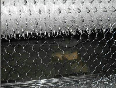 China Galvanized Hexagonal Poultry Wire Netting for Chicken Coop Te koop