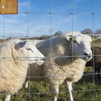 China Galvanized Hexagon Steel Wire Mesh for Poultry Chicken Cage for sale