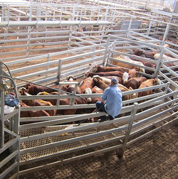 Quality Galvanized Metal Standard Cattle Fence Panels For Livestock Yards for sale