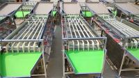 China olive sorting machine, cherry tomato grading machine, dates sorting machine for sale