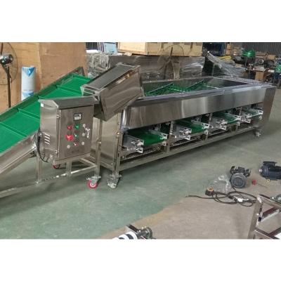 China Onion Sorting Machine, Onion Grading Machine, Onion Grader Machine, Sorter machine for sale