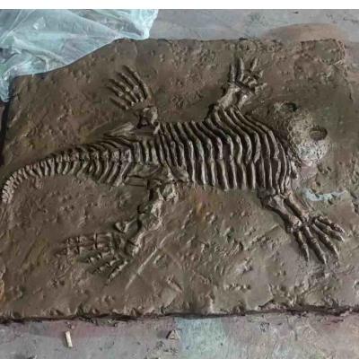 Cina Repliche dell'osso di dinosauro del centro commerciale, crani fossili della replica del dinosauro in vendita