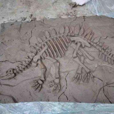 Cina Repliche fatte a mano del dinosauro del museo, età giovanile della replica del cranio di Dino in vendita