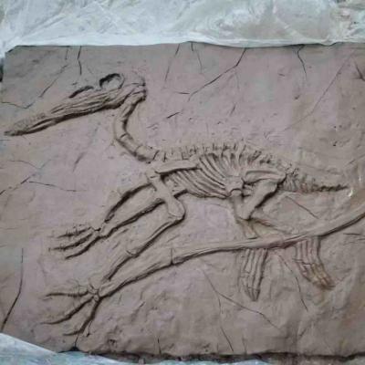 Cina Repliche fatte a mano del dinosauro del museo, età giovanile della replica del cranio di Dino in vendita
