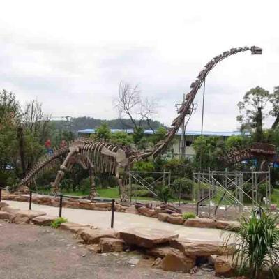 Cina Replica a grandezza naturale all'aperto/dell'interno del cranio del dinosauro, repliche fossili di dinosauro in vendita