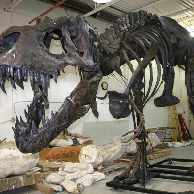 Cina Replica dello scheletro di dinosauro da interno, età giovanile, 12 mesi di garanzia in vendita