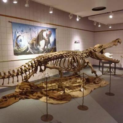 Cina Replica realistica dello scheletro di dinosauro / Jurassic World Replica per interni in vendita