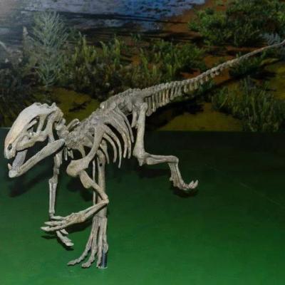 Cina Replica realistica dello scheletro di dinosauro / Jurassic World Replica per interni in vendita