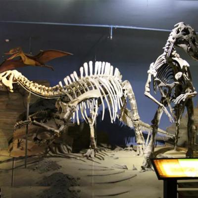 Cina Replica realistica dello scheletro di dinosauro / Jurassic World Replica per interni in vendita