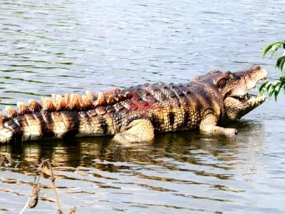 Cina Nuovo robot nuotante a controllo remoto realistico in vendita