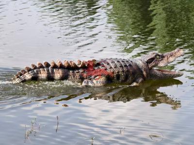 Cina Nuovo robot nuotante a controllo remoto realistico in vendita