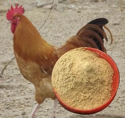 中国 牛ブタのための酸の抵抗の鶏の餌の添加物の飼料プロバイオティクスs 販売のため