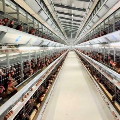 China H Type Automatic System Chicken Cage layer Poultry Farming Equipment for sale