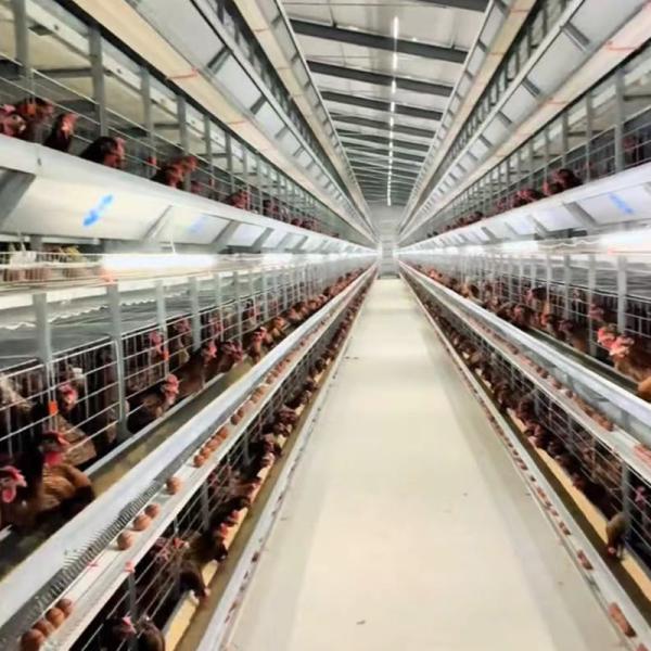 Quality H Type Automatic System Chicken Cage layer Poultry Farming Equipment for sale