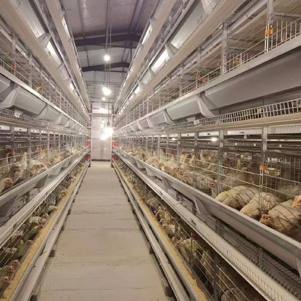 Quality H Type Automatic System Chicken Cage layer Poultry Farming Equipment for sale