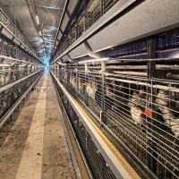 Quality Hot Sale 10000 Birds Chicken Coop Cages Broiler Battery Cage for Poultry Farm for sale