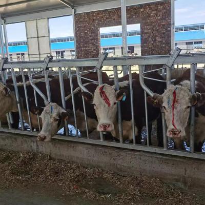 China Hot-Dip Galvanized Cattle Sheep Headlock, Self-Locking Neck Stanchion Equipped with Stanchion Latch, Custom Sizes for Dairy Farms for sale