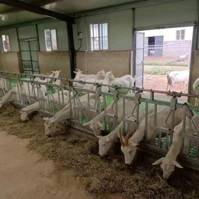 China Dairy Farm Cattle and Sheep Self-Locking Headlock, Hot-Dip Galvanized Neck Stanchion, Stanchion Latch Available, Customisable for sale