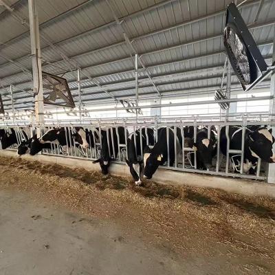 China Livestock Feeding Neck Stanchion Self-Locking Headlock, Hot-Dip Galvanized Steel Structure with Stanchion Latch, Custom Design for sale