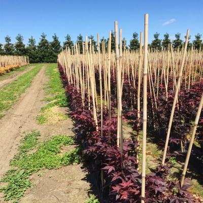 China 100 % Natural Strong Durable Moso Bamboo Pole Customize Length for sale